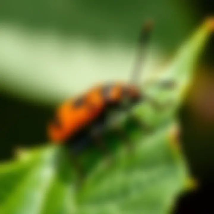 Managing Box Elder Bugs: Effective Pesticide Solutions